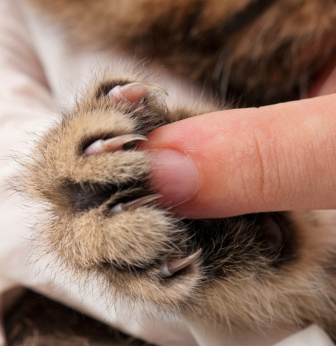 5 choses à savoir sur les pattes du chat - The Happy Cat